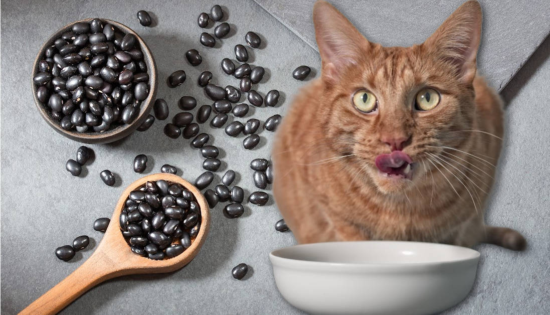 Can Cats Eat Black Beans? Nutrition Facts for Feline Diets