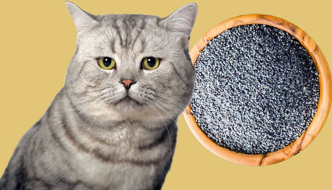 Can Cats Eat Poppy Seeds? A Deep Dive into Feline Diet