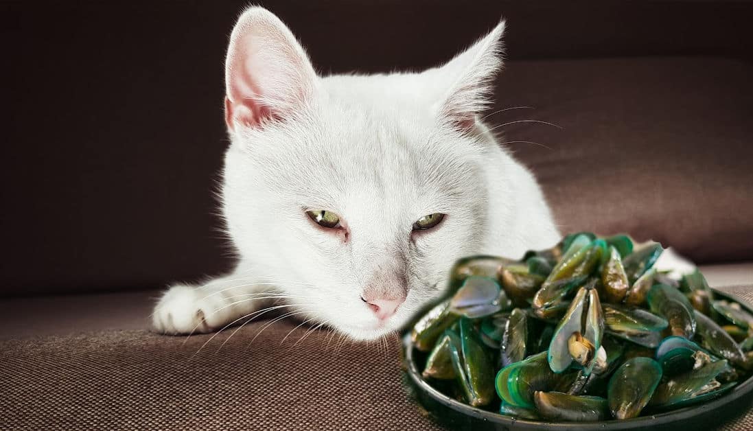 Can Cats Eat Mussels? Seafood and Cat Diet Considerations