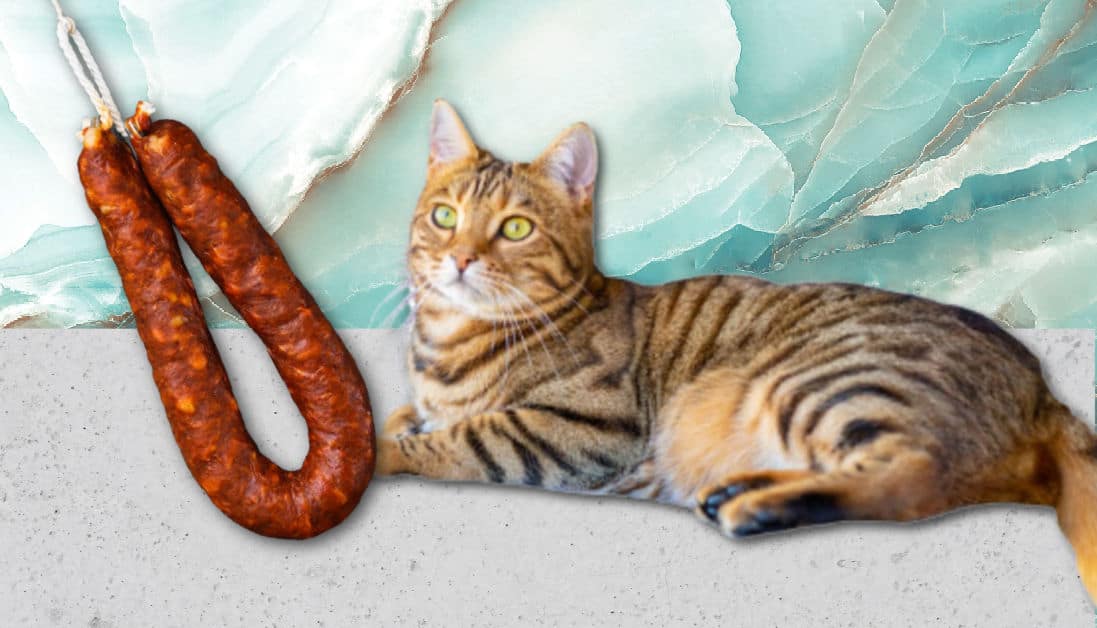 Can Cats Eat Chorizo? Exploring Processed Meats in Cat Diets