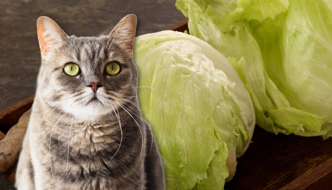 Can Cats Eat Iceberg Lettuce? Understanding Cat Nutrition with a Vet ...