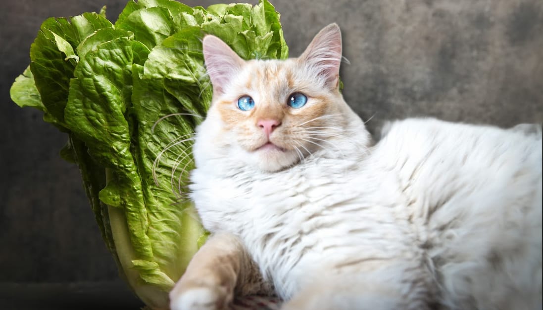 Can Cats Eat Romaine Lettuce? Expert Vet Insights on Cat Diets - Can My ...