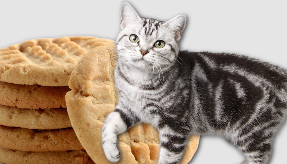 Can Cats Eat Peanut Butter Cookies? Vet-Approved Snack Knowledge - Can ...