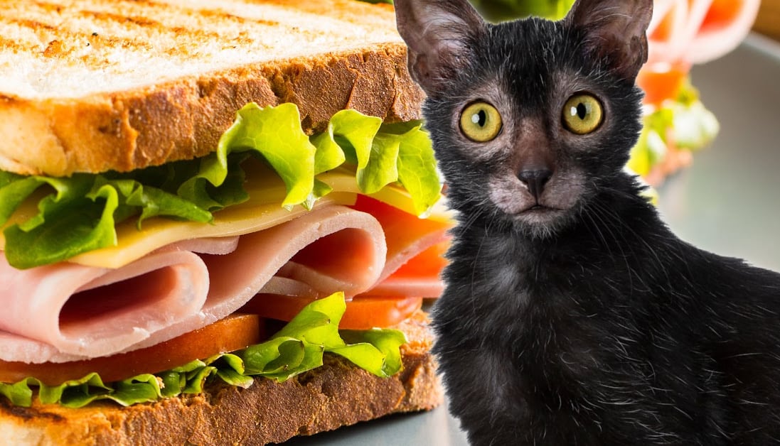 Can Cats Eat Turkey Lunch Meat? A Look at Feline Lunchtime - Can My Cat ...