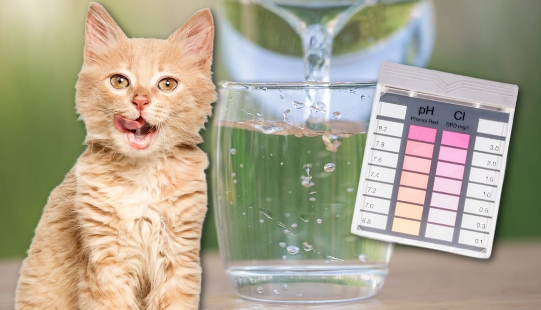 Can Cats Drink Alkaline Water? Vet-Approved Facts About pH Levels in ...