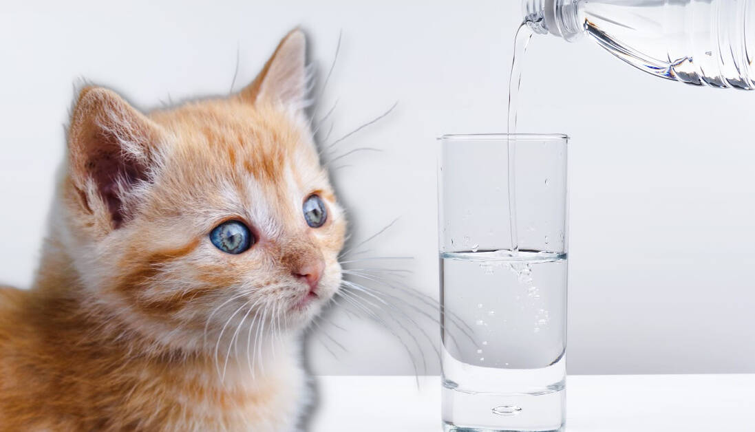 Can Cats Drink Mineral Water? Deciphering Mineral Content with Vet ...
