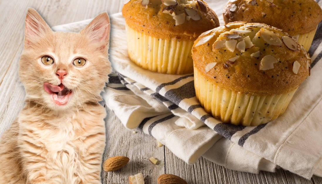 Can Cats Eat Poppy Seed Muffins? A Vet's Guide to Safe Snacking for ...