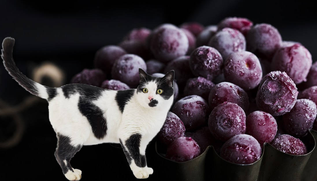 Can Cats Eat Frozen Cherries: Health Factors to Consider - Can My Cat ...