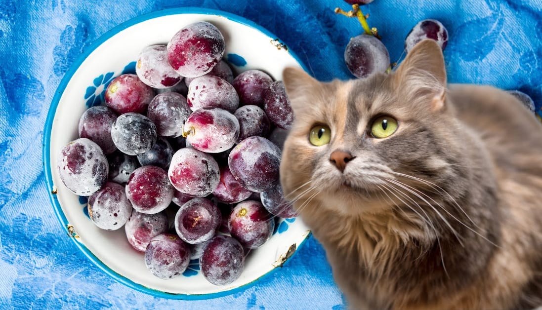 Can Cats Eat Frozen Grapes: The Risks and Safe Alternatives - Can My ...