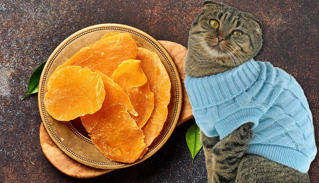 Can Cats Eat Dried Mango Slices? Choosing Safe Feline Snacks - Can My ...