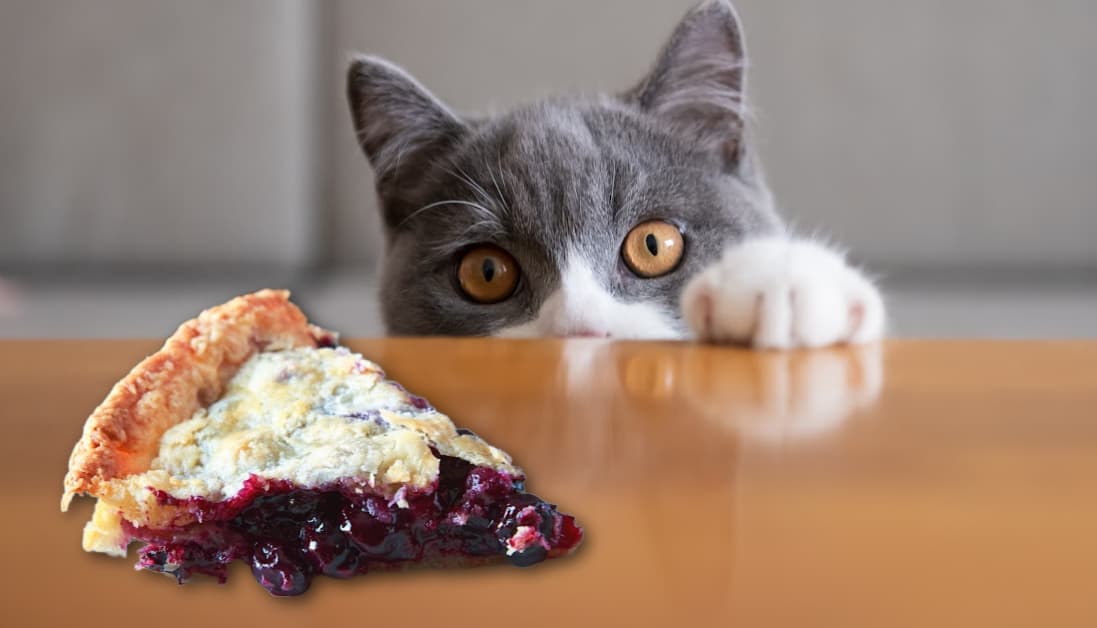 Can Cats Eat Blueberry Pie? Berry Benefits and Precautions for Cats ...