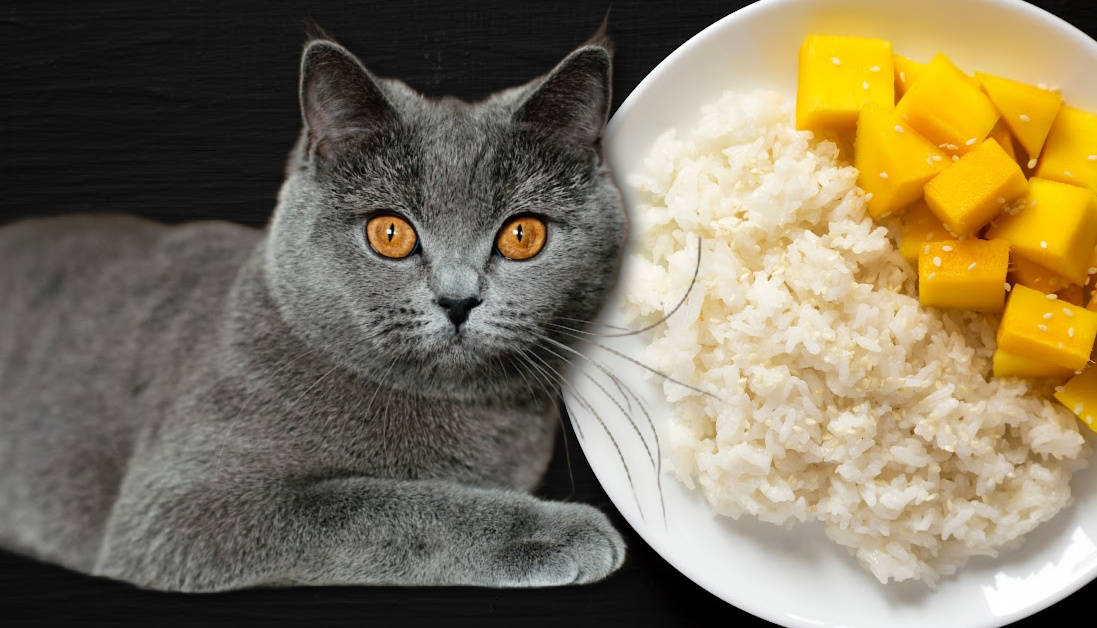Can Cats Eat Sticky Rice? Insights into Feline Digestive Health - Can ...