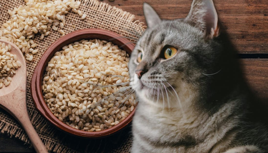 Can Cats Eat Brown Rice? Understanding the Impact on Felines - Can My ...